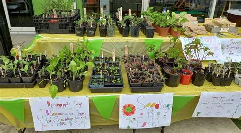 Seedling Sale 2024 Gets Underway With Tui — Garden To Table