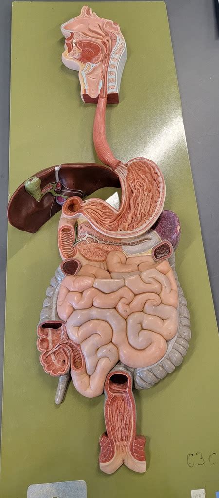 Digestive System Practical Diagram Quizlet