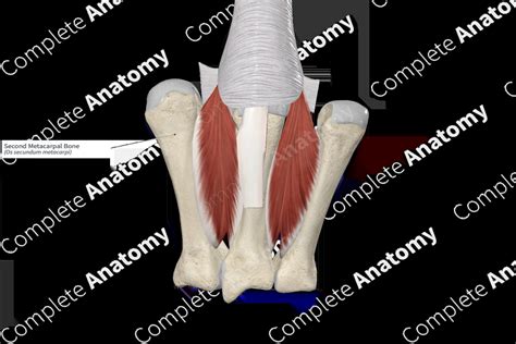 Second Metacarpal Bone Complete Anatomy
