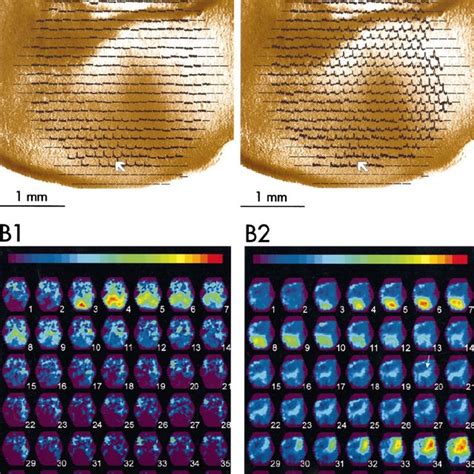 Sketch Of A Piriform Cortex Pc Slice Roman Numerals Indicate The
