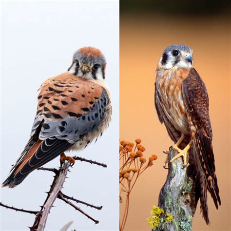 American Kestrel Male Vs Female