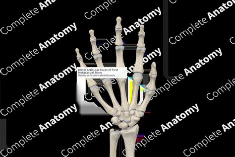 Distal Articular Facet Of First Metacarpal Bone Complete Anatomy