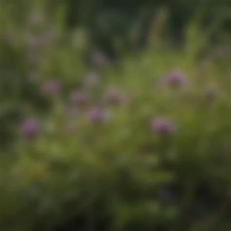 Effective Strategies For Controlling Henbit In Bermuda Grass