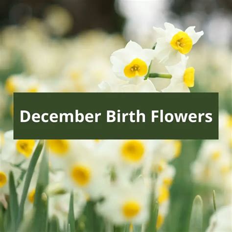 November Birth Flowers Chrysanthemum And Peony Symbolic Meaning