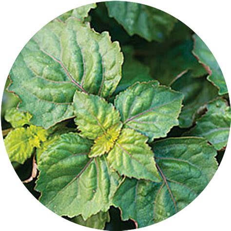 How To Grow Patchouli The Hippie Herb March 19 2021