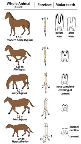 Fossil Record Evidence For Evolution