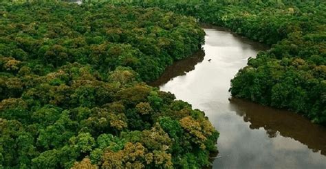 Shell Brasil Torna Se Sócia Minoritária Da Carbonext Migalhas
