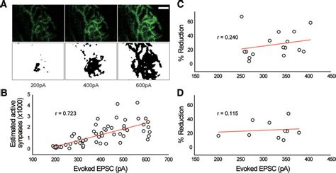correlation between recruited number of synapses and plasticity a