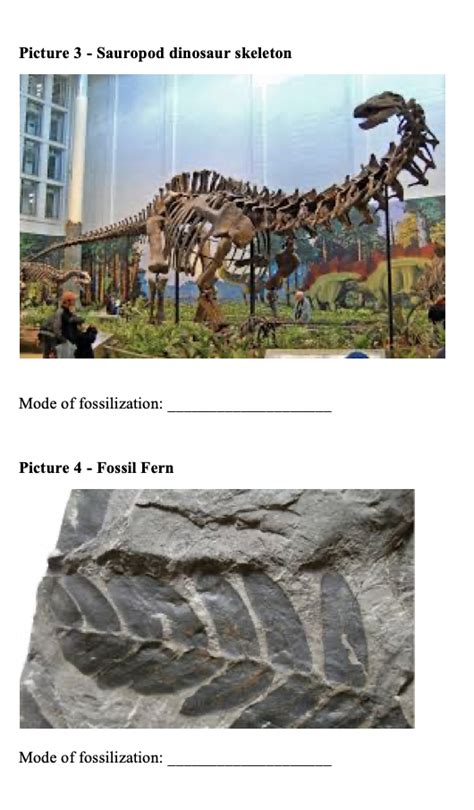 Solved Modes Of Fossilization Directions Match The Picture