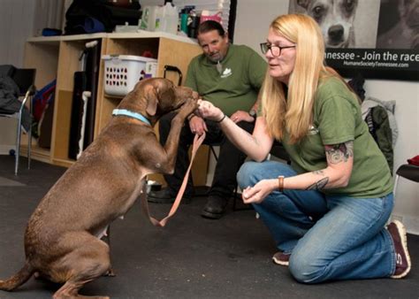 Fact Sheet How To Determine A Kittens Sex Humanepro By The Humane Society Of The United States