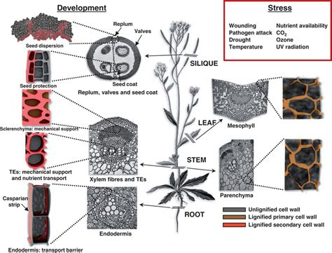 Lignified Cell Types In Higher Plants The Role Of Lignin As A Download Scientific Diagram