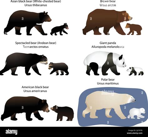 Collection Of Different Species Of Bears And Bear Cubs Brown Bear American Black Bear Polar