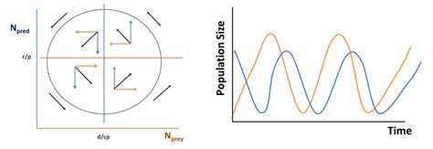 162 Quantifying Predator Prey Dynamics Biology Libretexts
