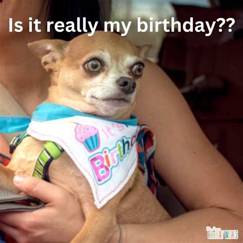 372 Funny Happy Birthday Memes Wishes With Pictures