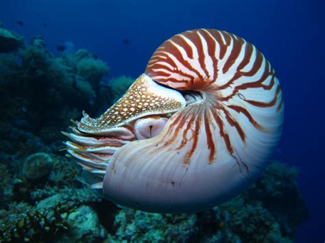 The Biggest Ammonite Fossil Ever Found Was A Whopping 1 8 Meters