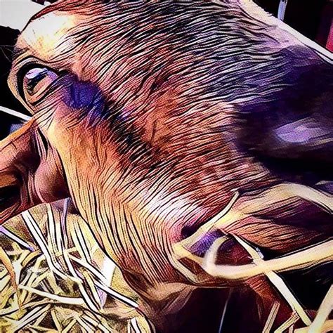 Dont Let The Tasks Of Making Hay Get Your Goat Today Be Glad For The Ability And The