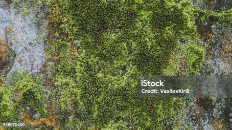 이끼와 물 줄무늬 클로즈업으로 오래 된 벽 텍스처 빈티지 텍스처의 오래 된 건물 0명에 대한 스톡 사진 및 기타 이미지 0명 거친 고대의 Istock