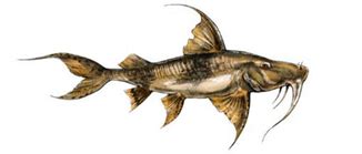 View Aquatics Gallery Gcsc