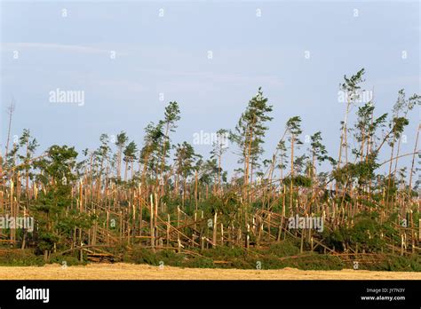 Fallen Trees In Forest Caused By Extremely High Wind Speed During The Storm A Few Days Ago In