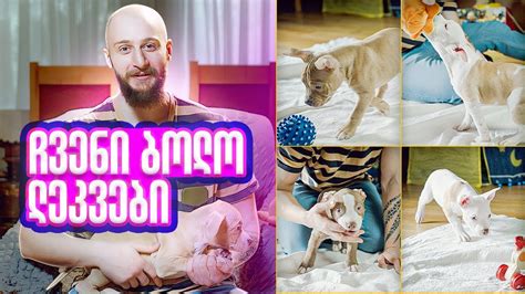 გაიცანით თორის ბოლო ლეკვები რატომ აღარ მეყოლება მეტი Youtube