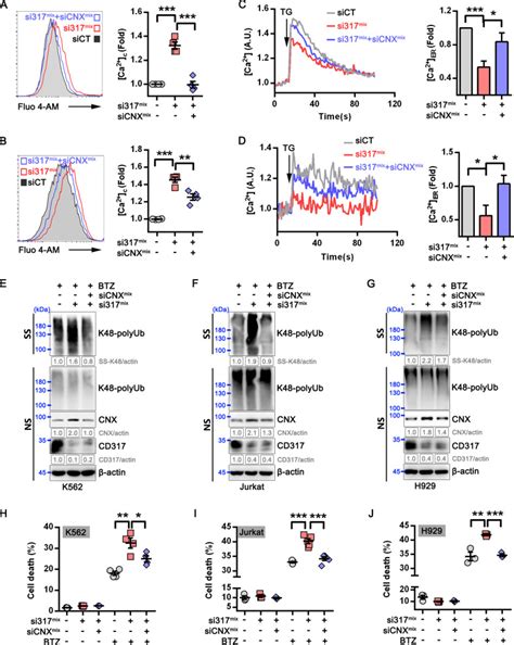 Cd317 Maintains Proteostasis And Cell Survival In Response To