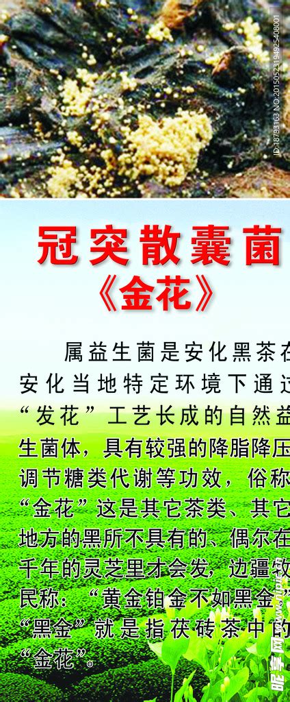 冠突散囊菌设计图psd分层素材psd分层素材设计图库昵图网
