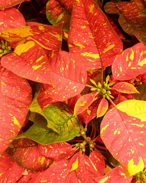 100 Free Poinsettia Plant And Poinsettia Images Pixabay