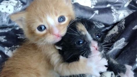 Котята, брошенные мамой, держались друг за друга, пока их не спасли ...