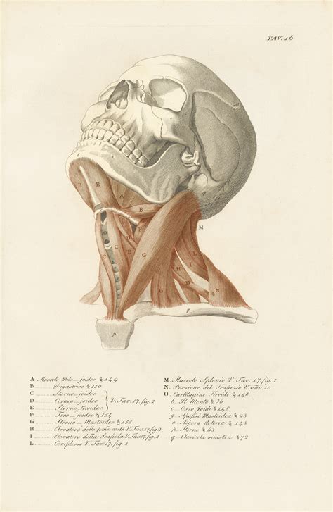 Anatomical Drawing Skull