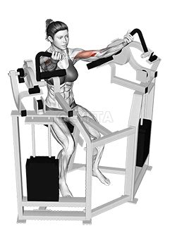 Lever Bicep Curl Video Guide Lyfta