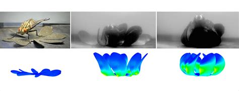 Untethered And Ultrafast Soft Bodied Robots Research Communities By