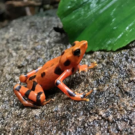 How Do Frogs Get Chytrid Fungus