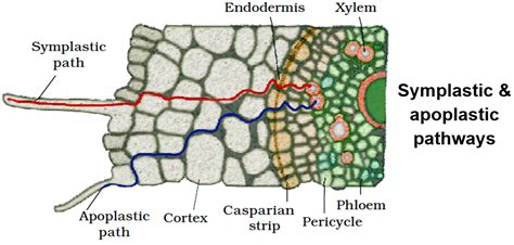 Transport In Plants Notes Class 11 Part 3 Long Distance Transport Of Water