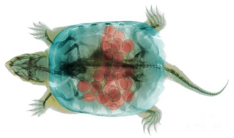 Snapping Turtle X Ray Photograph By Ted Kinsman Pixels