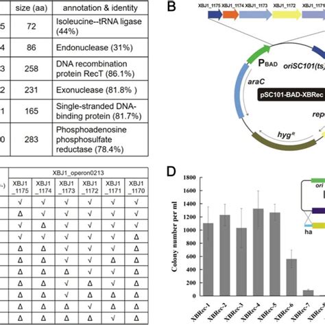 the recombineering efficiency of recet like recombinases from