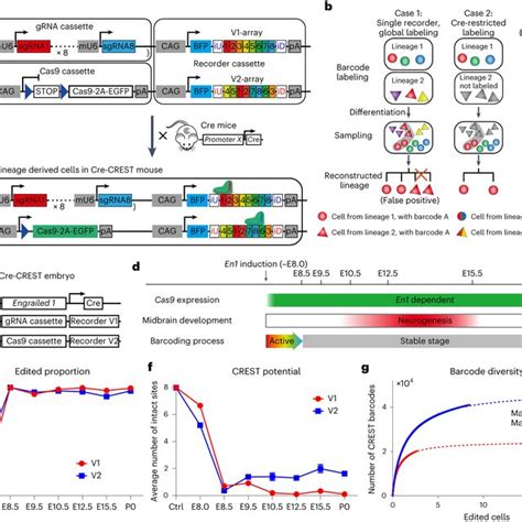A Cre Driven Lineage Recording Mouse Model Based On Crispr Barcoding A Download Scientific