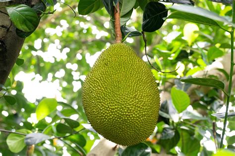 Jack Fruit Images