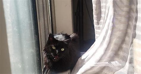 Django Enjoying A Sunny Window Album On Imgur