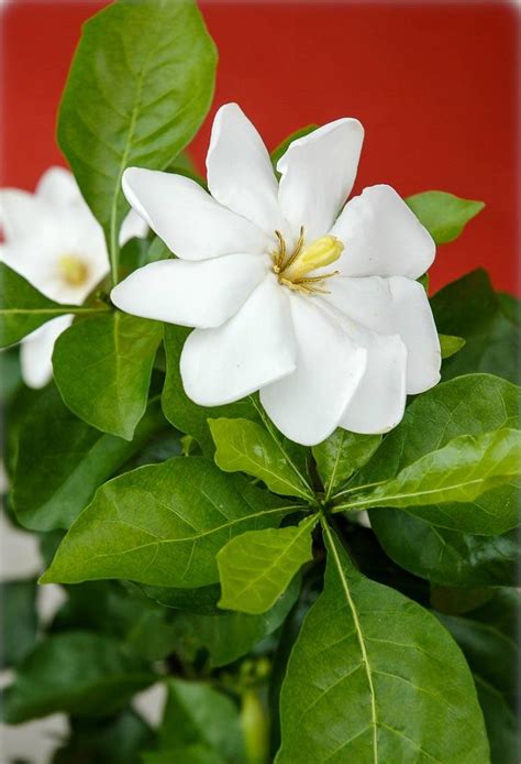 Gardenia Thunbergia Wild Gardenia Forest Gardenia Flora Toskana