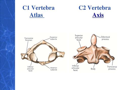 Ppt Cervical Spine Surgery 101 Powerpoint Presentation Free Download