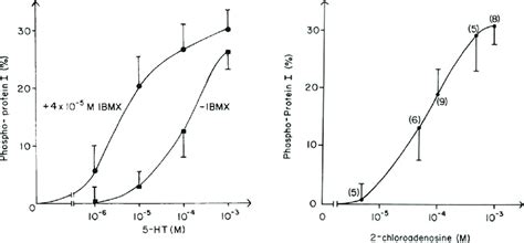 Phosphorylation Of Synapsin I By Actions At Serotonin And Adenosine