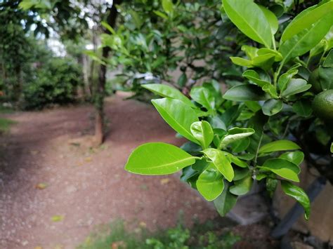 Lemon Jeruk Nipis Foto Gratis Di Pixabay Pixabay