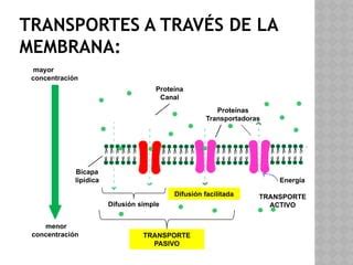 Transporte Celular Mecanismos De Interacción Célula Ambiente A Través