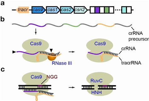 Type Ii Crispr Cas Systems Download Scientific Diagram