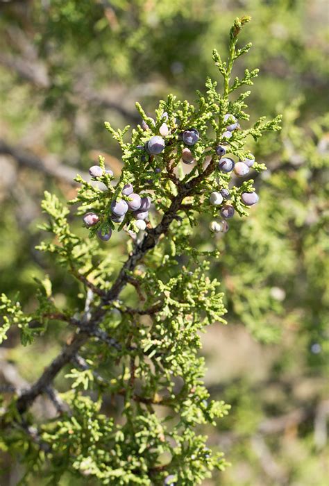 Vascular Plants Of The Gila Wilderness Juniperus Monosperma
