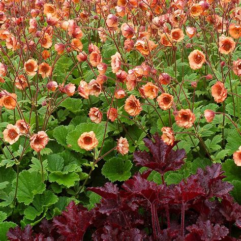 What Is A Geum Plant At Charli Blamey Blog
