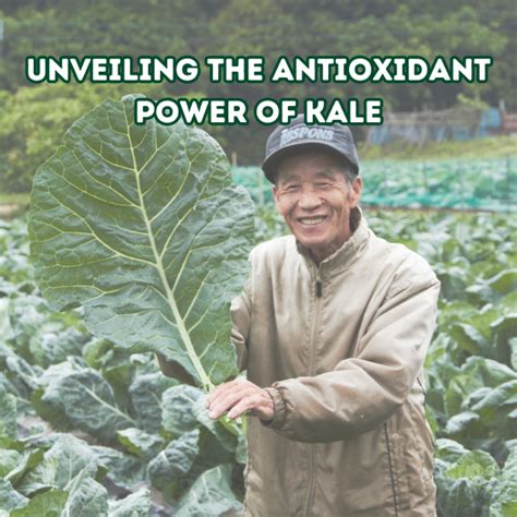 Kale Benefits Does Kale Have Antioxidants