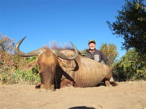 Wildebeest Blue Rifle Hunting Dries Visser Safaris