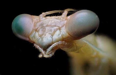 Mantis Nymph This Is My Preserved Mantis Nymph That Was Ted To Me In August Last Year And I