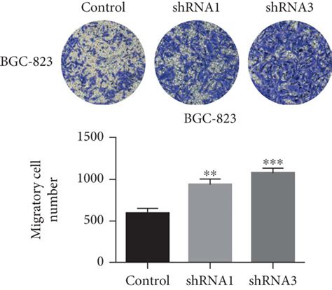 Effect Of Pp2acα Inhibition On The Proliferation Migration And